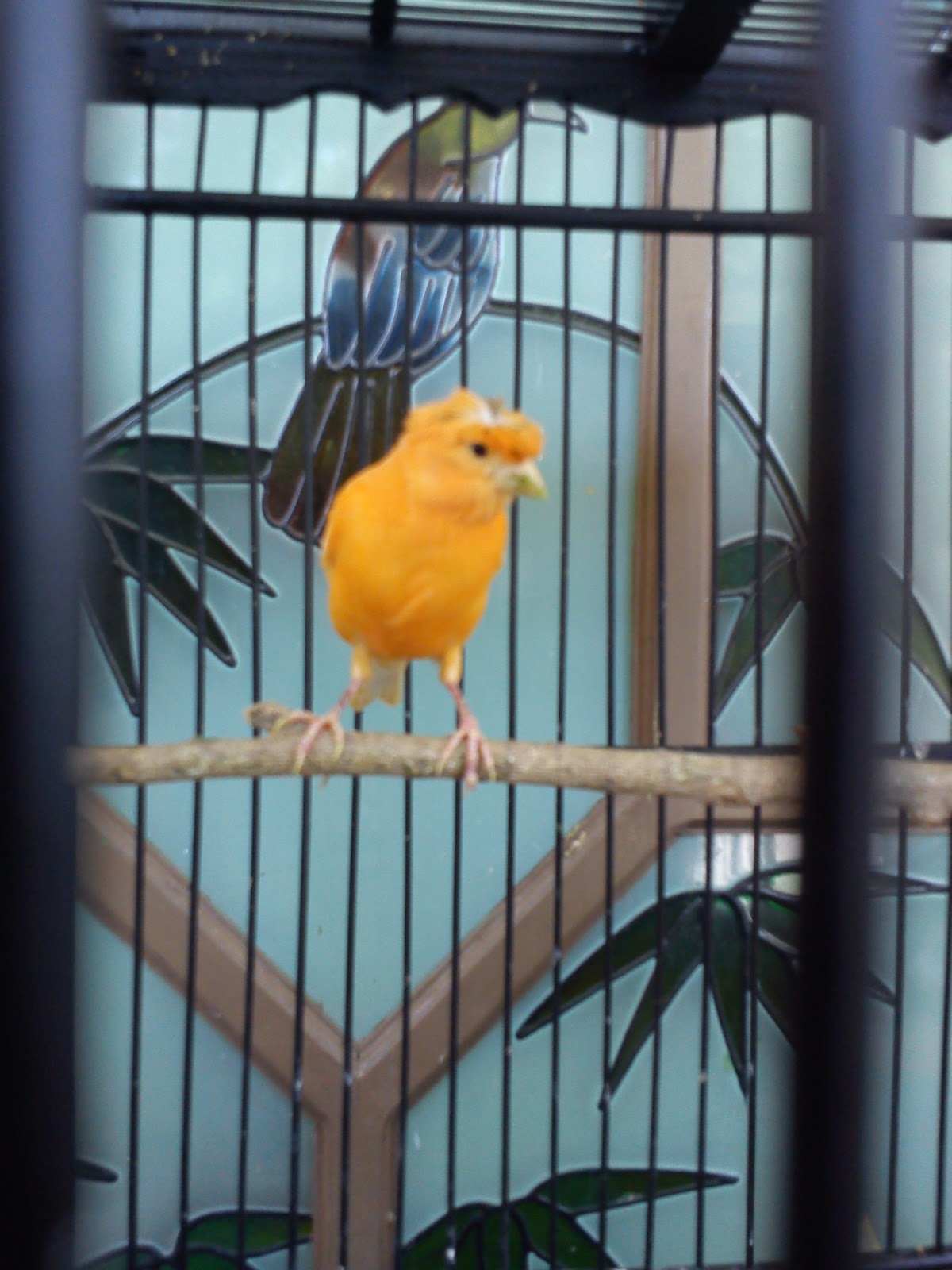 Kenari stafford lokal, kenari merah jambul - Trend burung