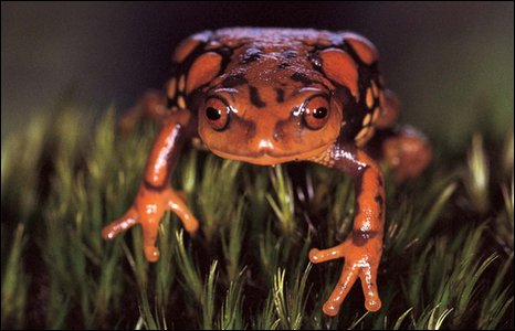 Species New to Science: [Herpetology • 2010] Raorchestes resplendens ...