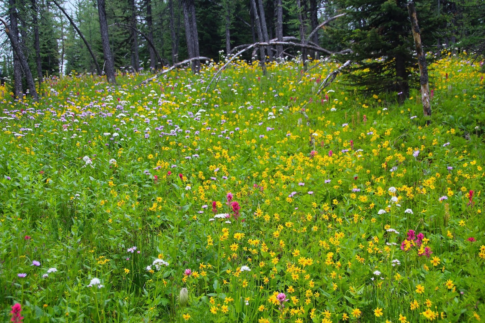 Get Me Outdoors: Sunshine Meadows