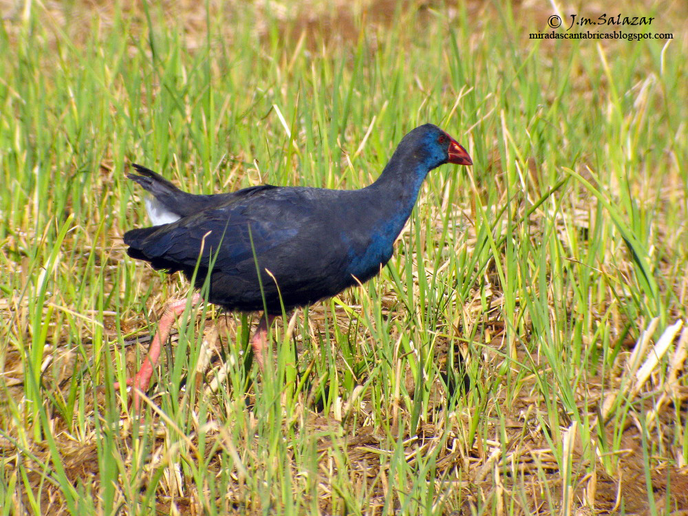 Miradas Cantábricas: El Calamón común