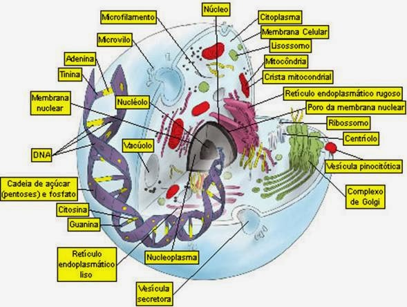 CATEDRA DE BIOLOGIA: TEMA 8: BIOLOGIA CELULAR