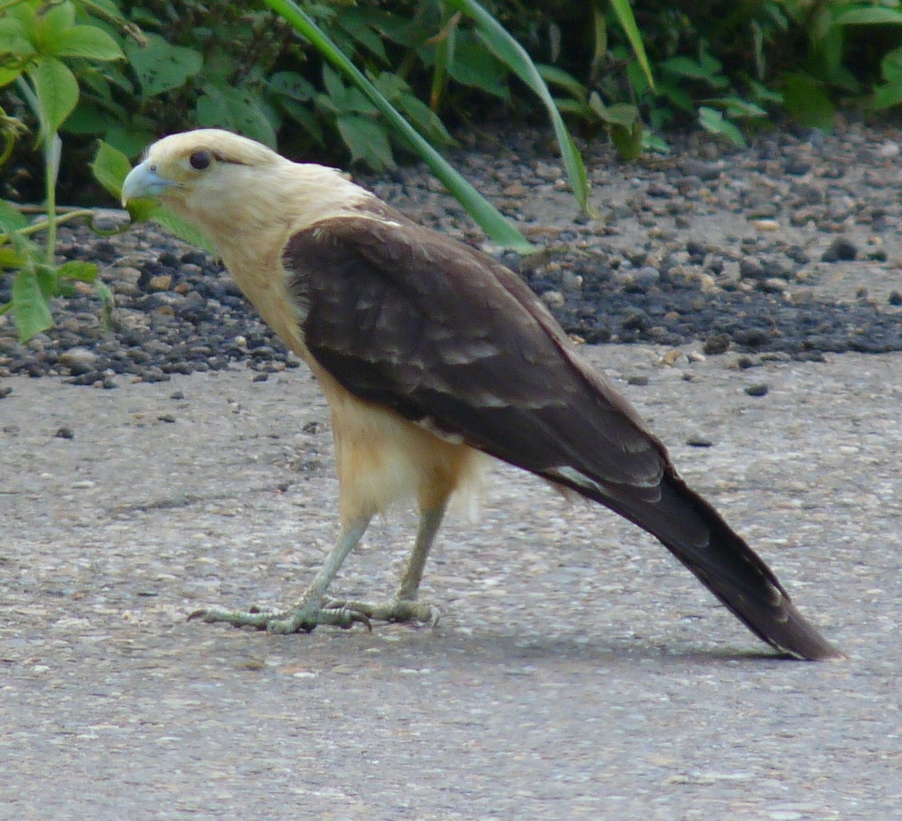 Aves de Jardín . Birds in our garden: Como se llama ese Pajarito?