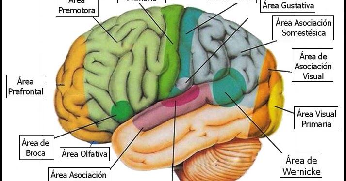 psicologia bachillerato: 222