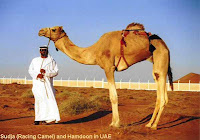 WE ARE IN FOREST: CAMEL