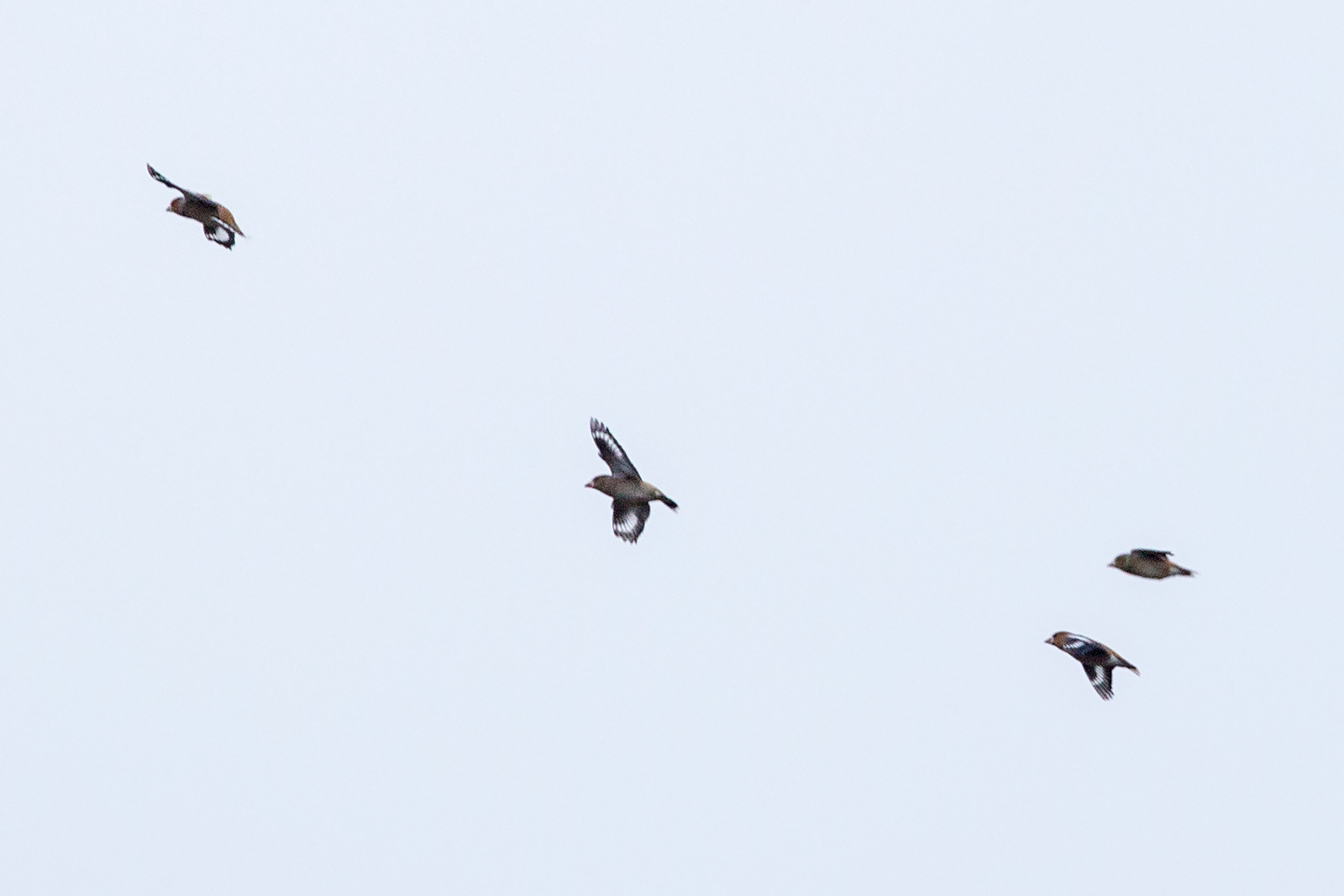 Darley Dale Wildlife: More Hawfinch - St Helen's Church, Darley Dale