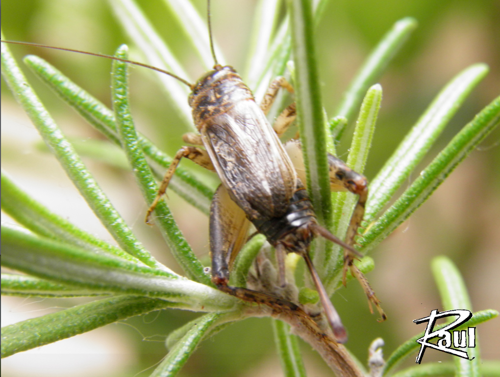 Naturaleza Viva : El Grillo gríllidos (Gryllidae)