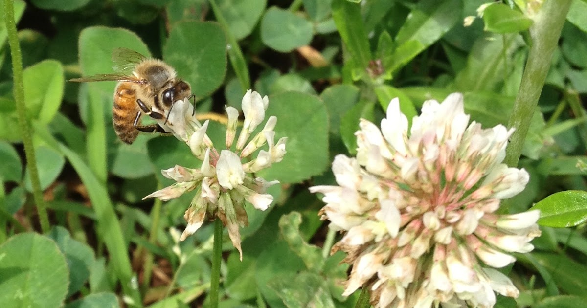 bee surprised: white dutch clover