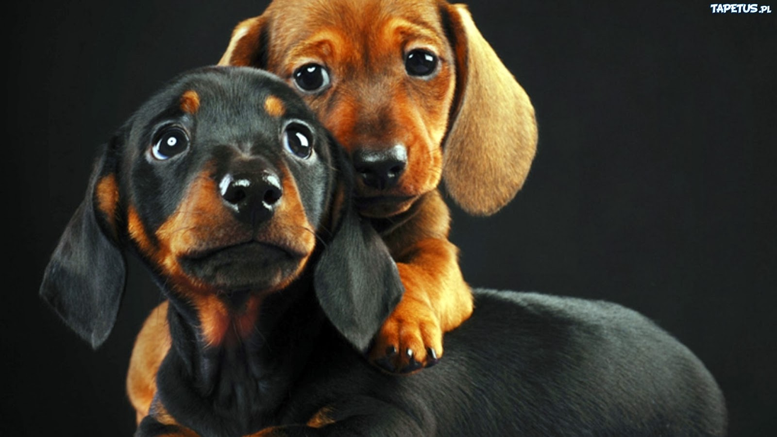 blog z postawionym ogonem: stycznia 2014