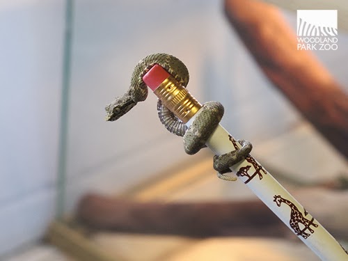 Baby viper goes back to school