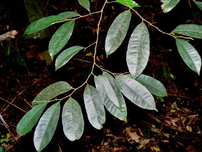 Flora de Puerto Rico Ilustrada Papo Vives: MORACEAE PSEUDOLMEDIA SPURIA ...