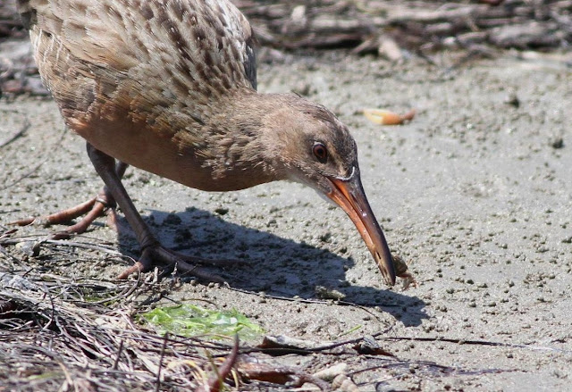 Jo's Morning Walk: Ridgway's (formally California Clapper) Rail