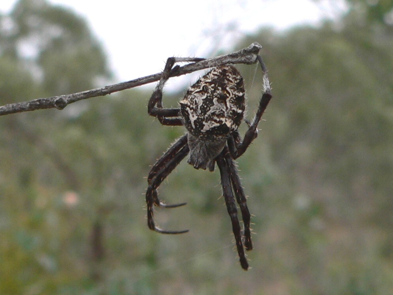 Ian Fraser, talking naturally: Huntress in the House