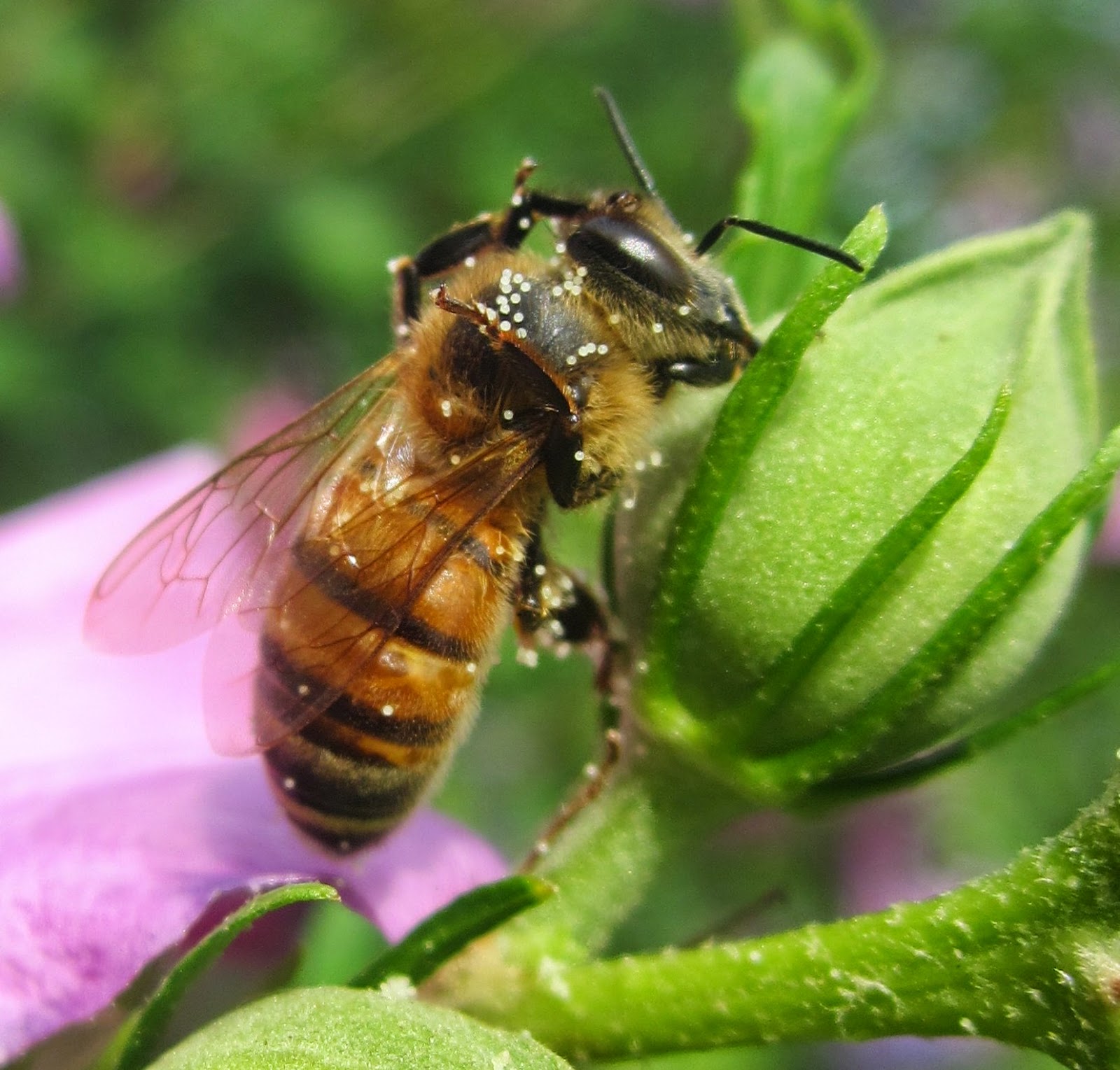 Buzzing Across America: Pollen: the Protein of the Hive