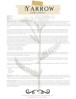 Flying the Hedge: Magical and Medicinal Uses of Yarrow