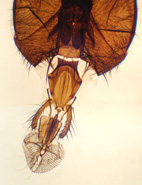 ბიოლოგიის გამოცდის ექსპერიმენტული ნაწილი