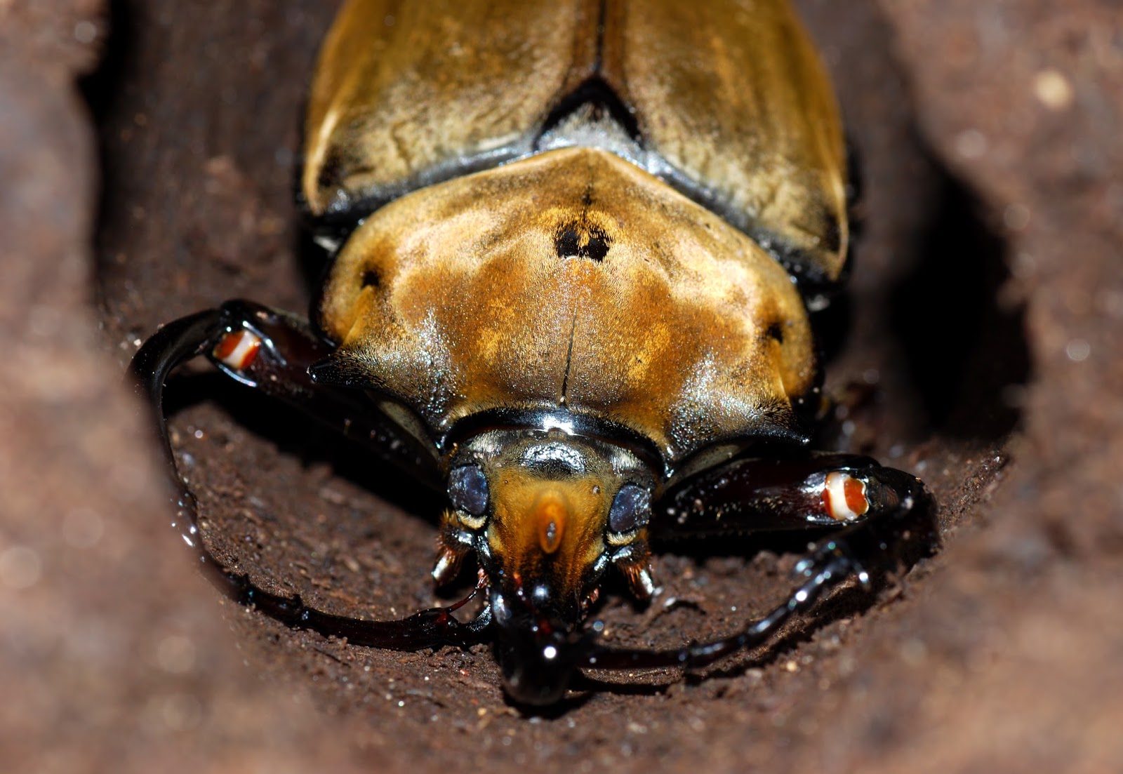 Criando escarabajos: Megasoma elephas elephas, preparación de celdas ...