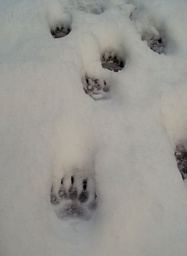 Any help identifying this track? In Eastern Iowa and 6-7” long and 5 ...