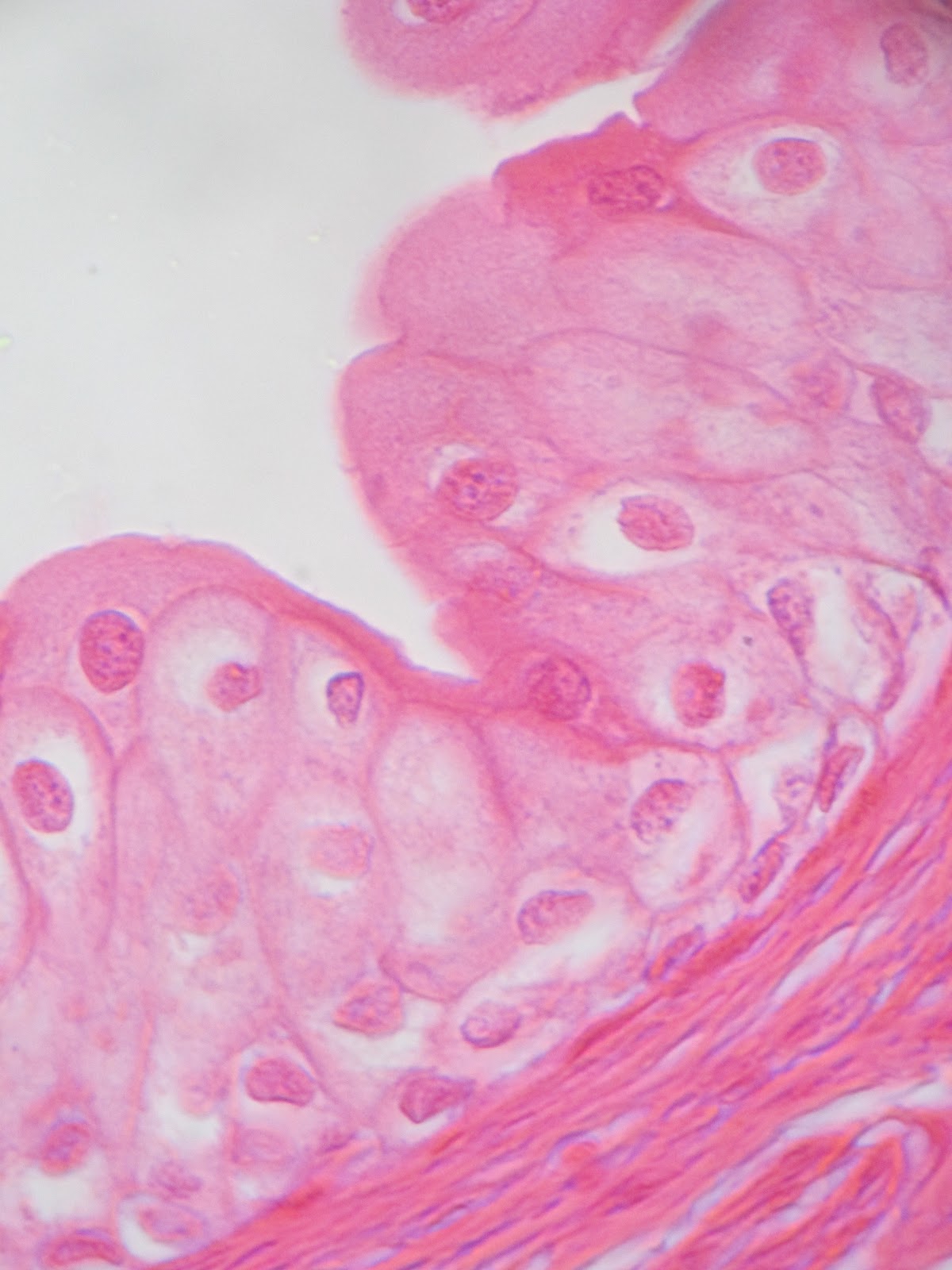 histologia....