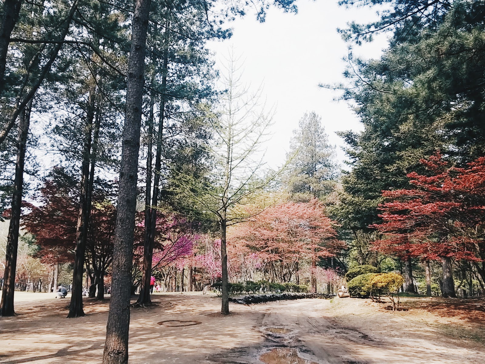 KOREA VACAY : WARM SPRING AT NAMI ISLAND - LEVINAPANGESTU