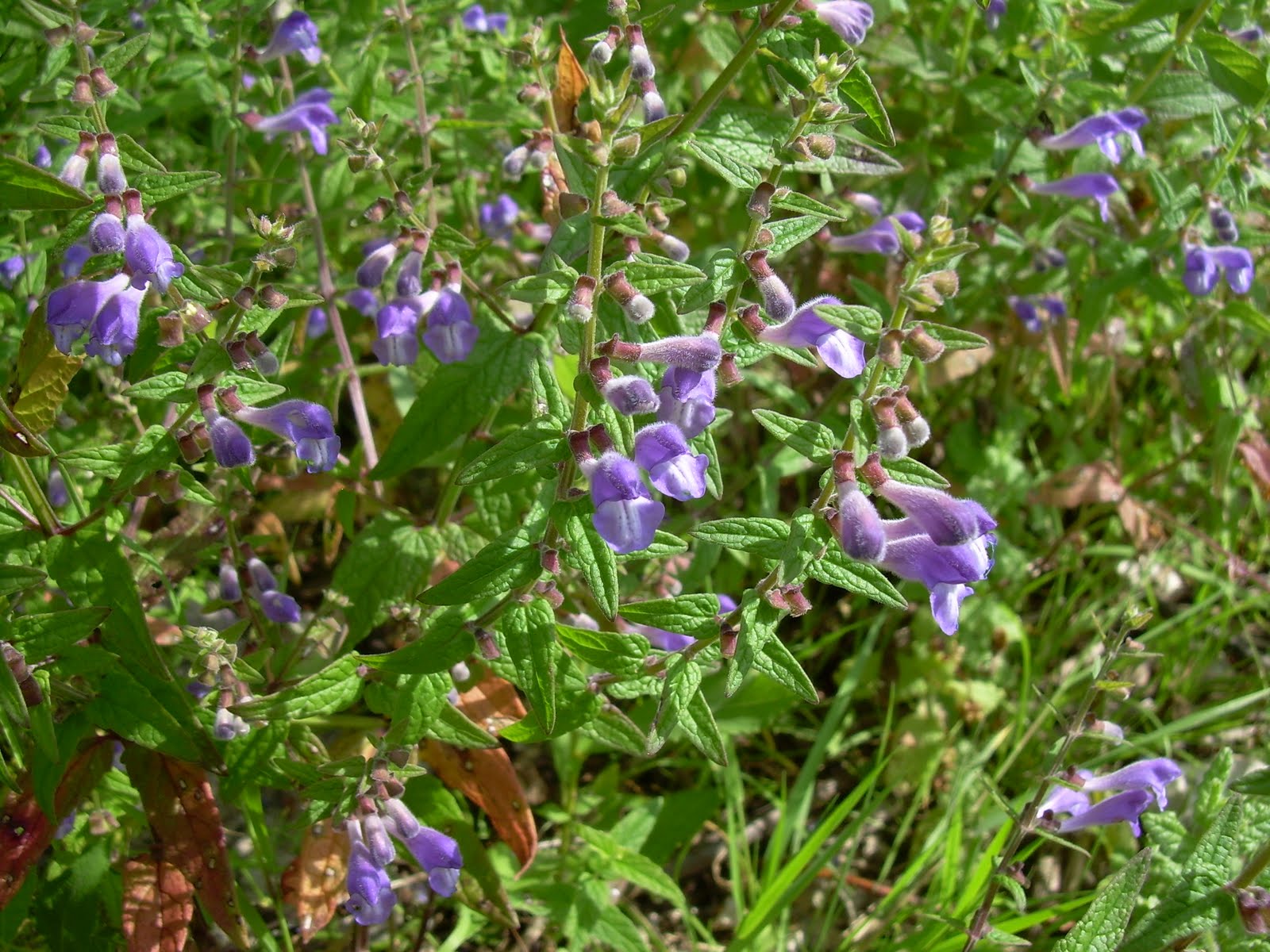 Scutellaria galericulata L.
