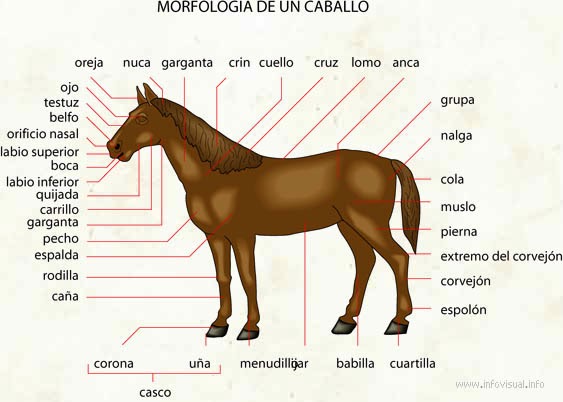 Caballos, Yeguas y Potros: Anatomía Equina: LA MORFOLOGIA
