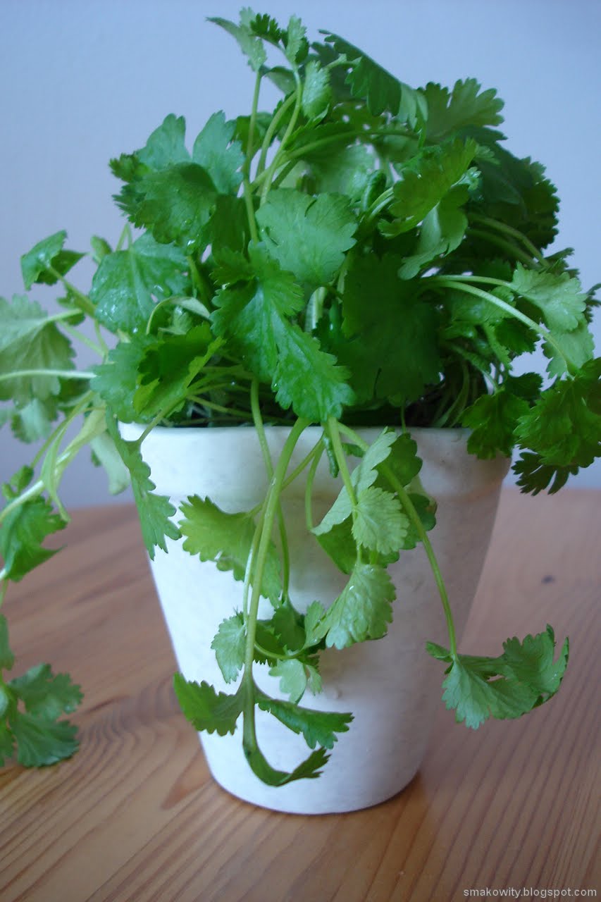 Kolendra - Smakowity blog