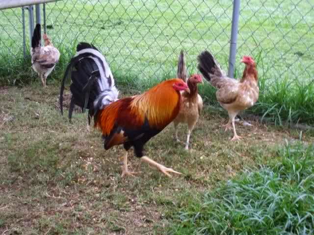 Gallos Y Galleros: Historia De Los Sweater