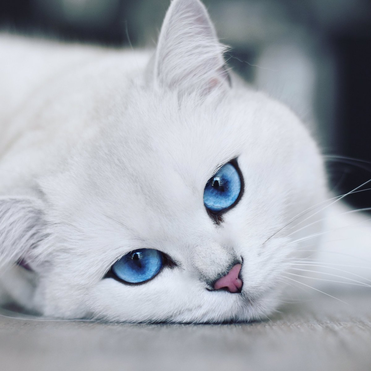 COBY,O GATO MAIS FAMOSO E BONITO DO INSTAGRAM - ClickCuriosidades