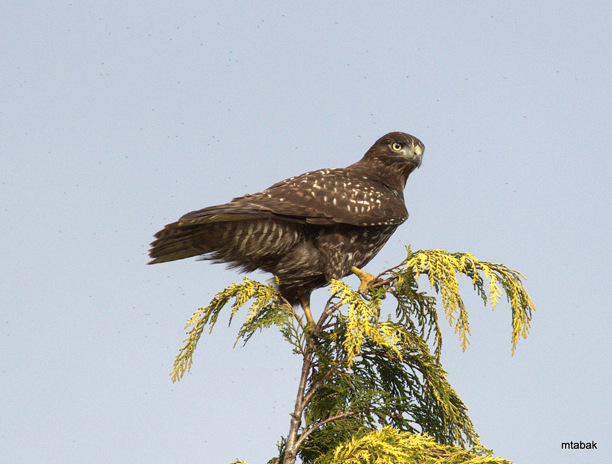 Hawk Identification Tips from every angle (Sharpie vs Cooper and Red ...