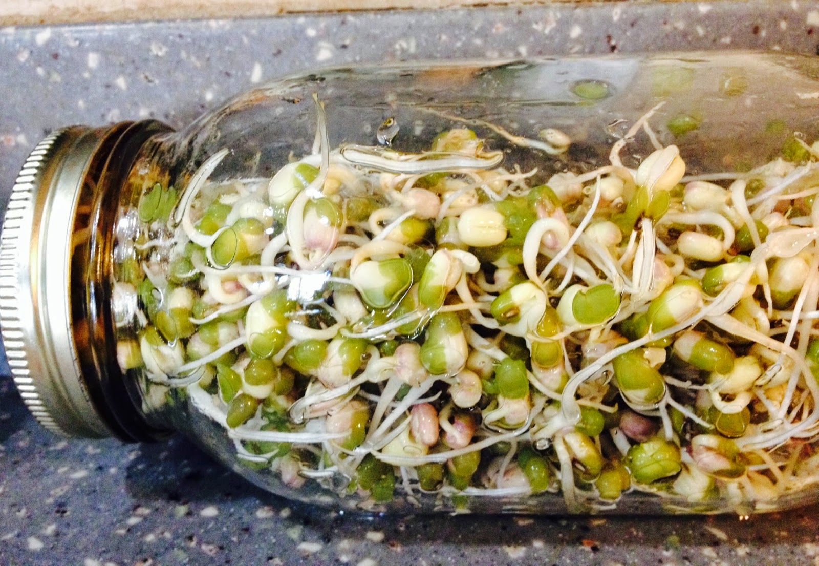 Mama Boo's Kitchen: How to sprout Mung Beans