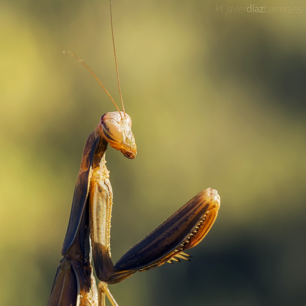 Bichos y plantas de León: Mantis religiosa