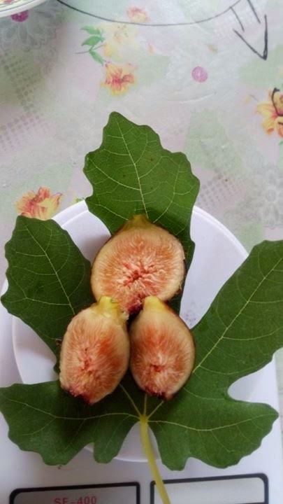 Figs Photo Collection Around the World: Abicou "Super Sweet"