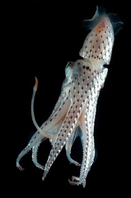 Real Monstrosities: Cock-eyed Squid