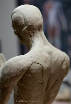 Lori Kiplinger Pandy Sculpture: Ecorche - anatomy study of muscles in clay