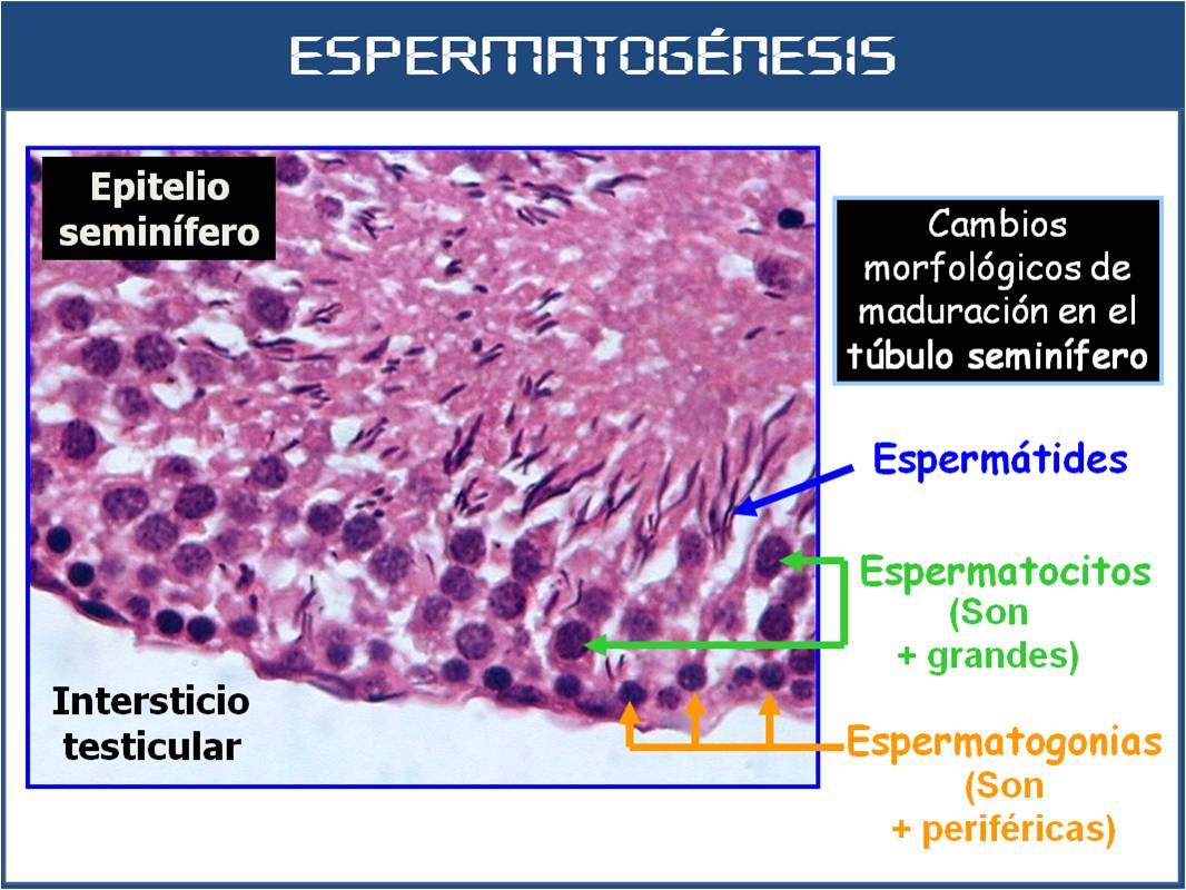 SOS EMBRIOLOGIA HUMANA: Espermatogénesis