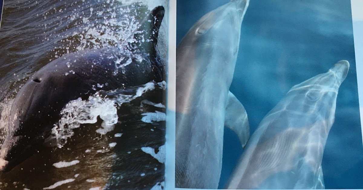 El delfín: El espiráculo