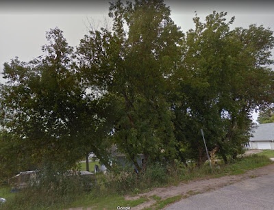 Future Plants by Randy Stewart: MAPLES - The Native Ones