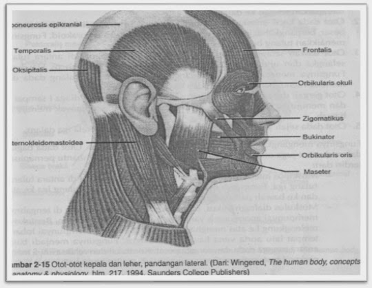 Blog muskuloskeletal : 1.anatomi fisiologi otot