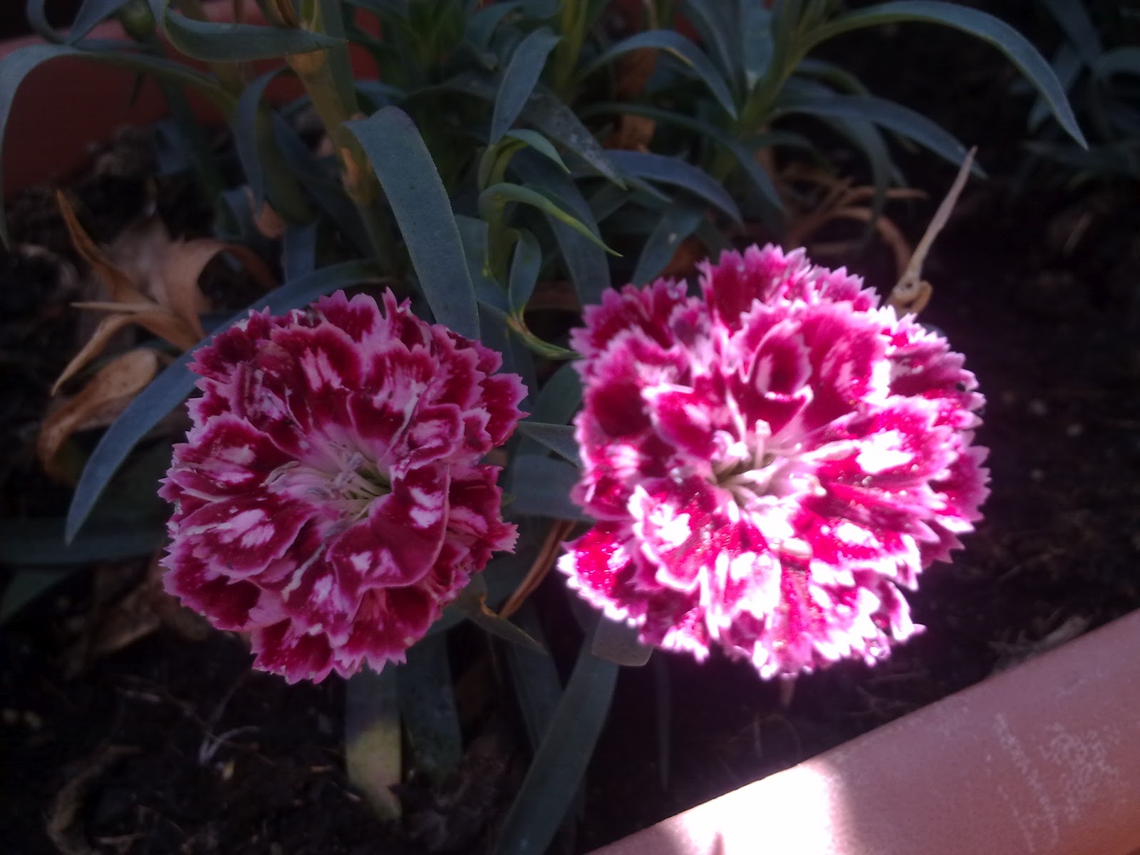 Flores Manizales: FLOR CLAVELLINA Y SU AROMA!!!