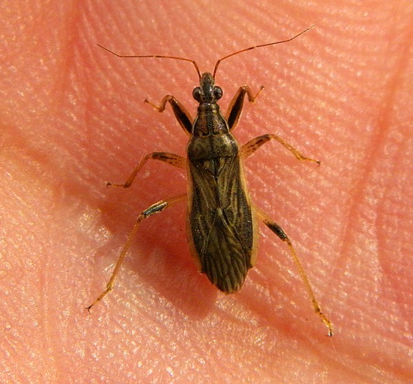 Foto-Natura-Huesca: GREY DAMSEL BUG Himacerus major A. Costa 1842 chinche