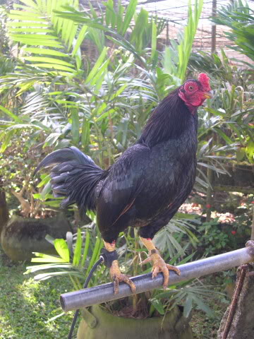 Fighting Rooster: Rampuri asil
