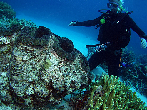 EBL: Giant Pacific Clam,Tridacna gigas (these really are the biggest ...