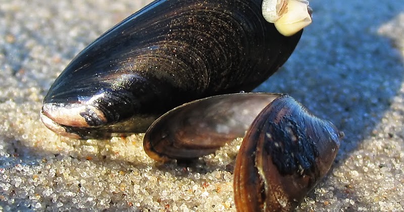 Eetbare Waddenzee: Gewone mossel
