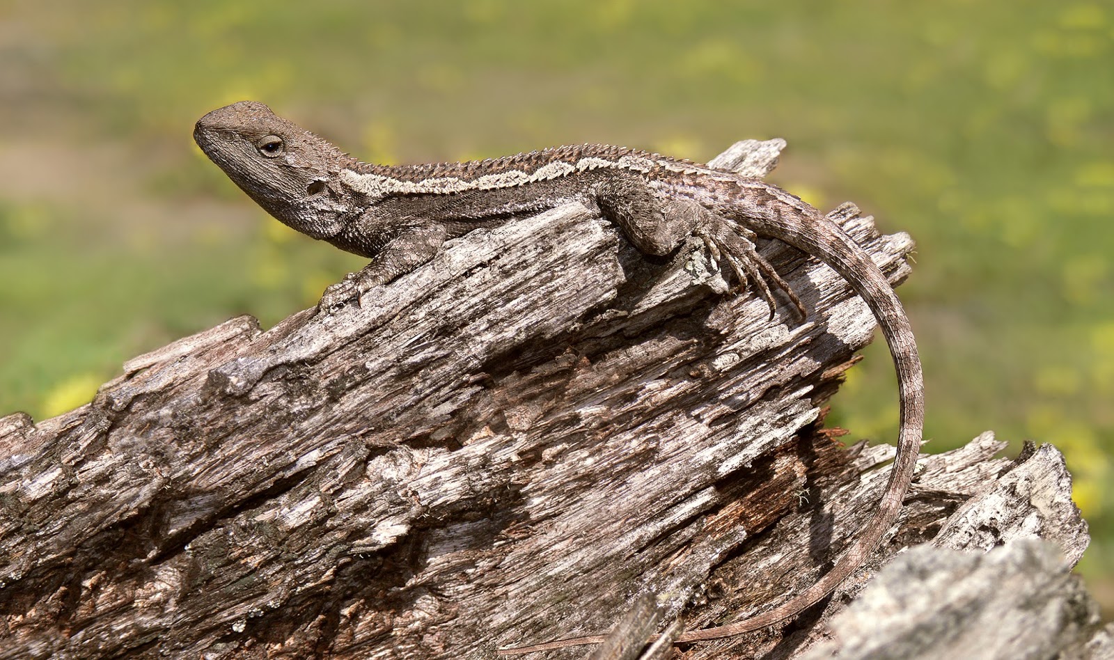 Variety of Life: Agamidae