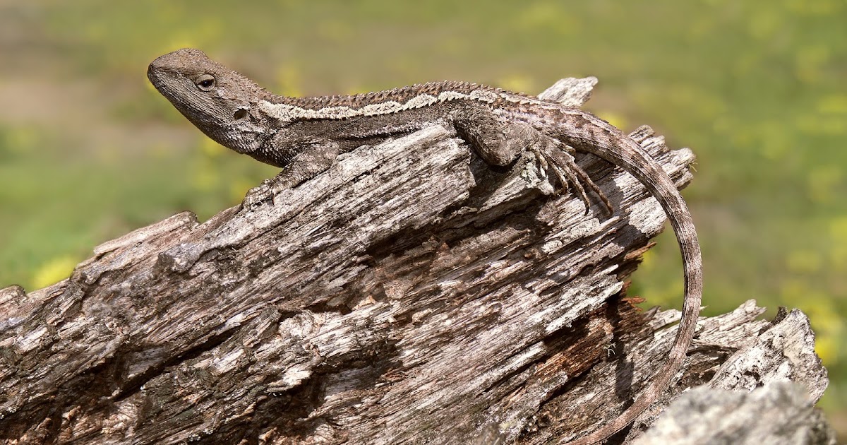 Variety of Life: Agamidae