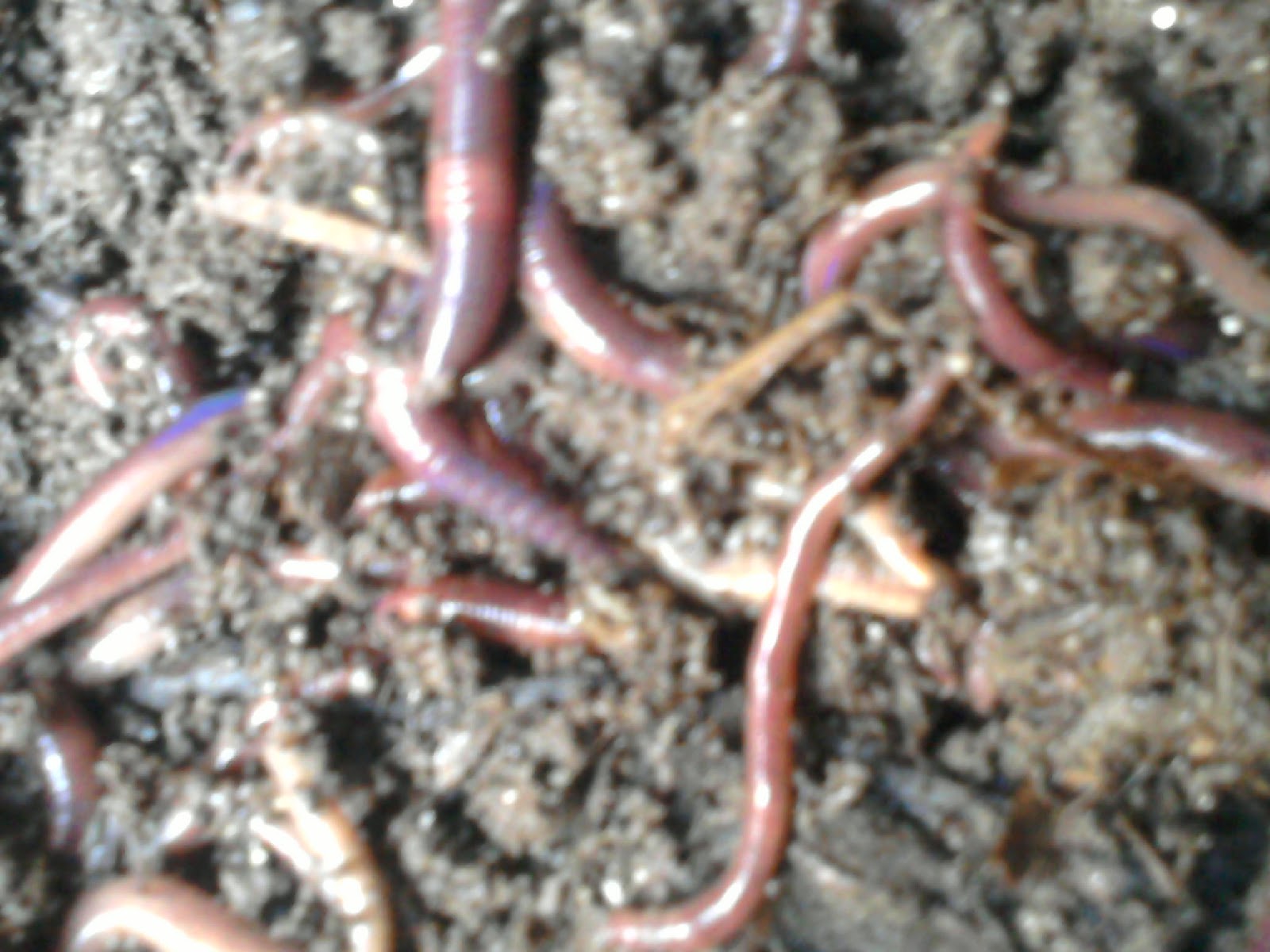 Vermicompost The best organic fertilizer: vermicompost ... rich manure ...