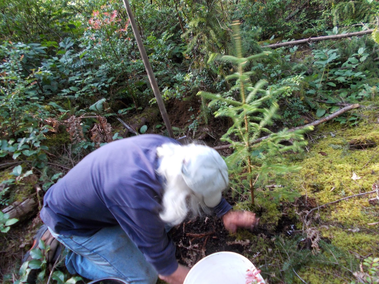 CountOnTheMoon : Planting on Hoaka Moon: Eia na pulapula a 'oukou 'o ka ...