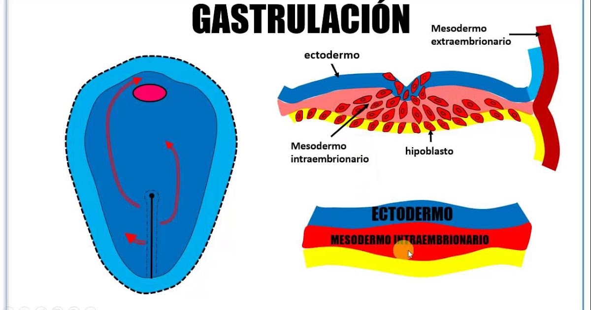 HISTO - EMBRIOLOGÍA : GASTRULACIÓN