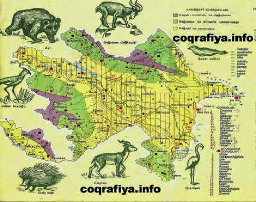 Azərbaycanın Heyvanlar Aləmi (8-ci sinif) | cografiya.biz