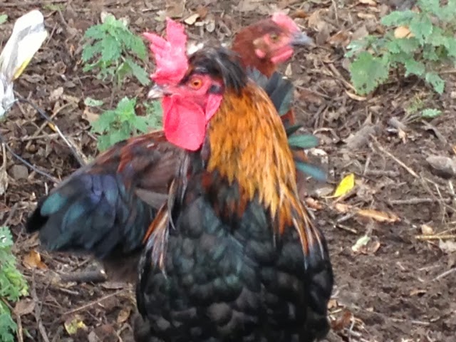 The Residential Autist: chicken therapy